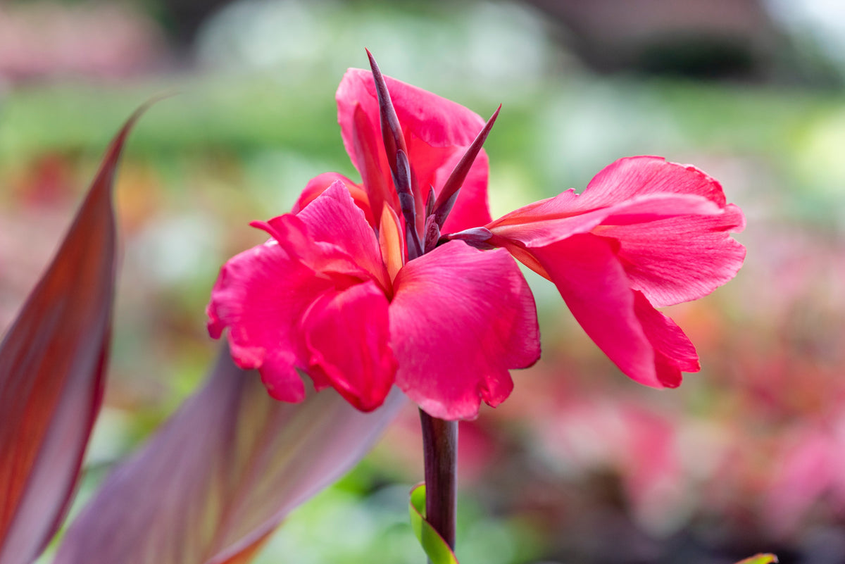 How to Plant Canna Lily Bulbs