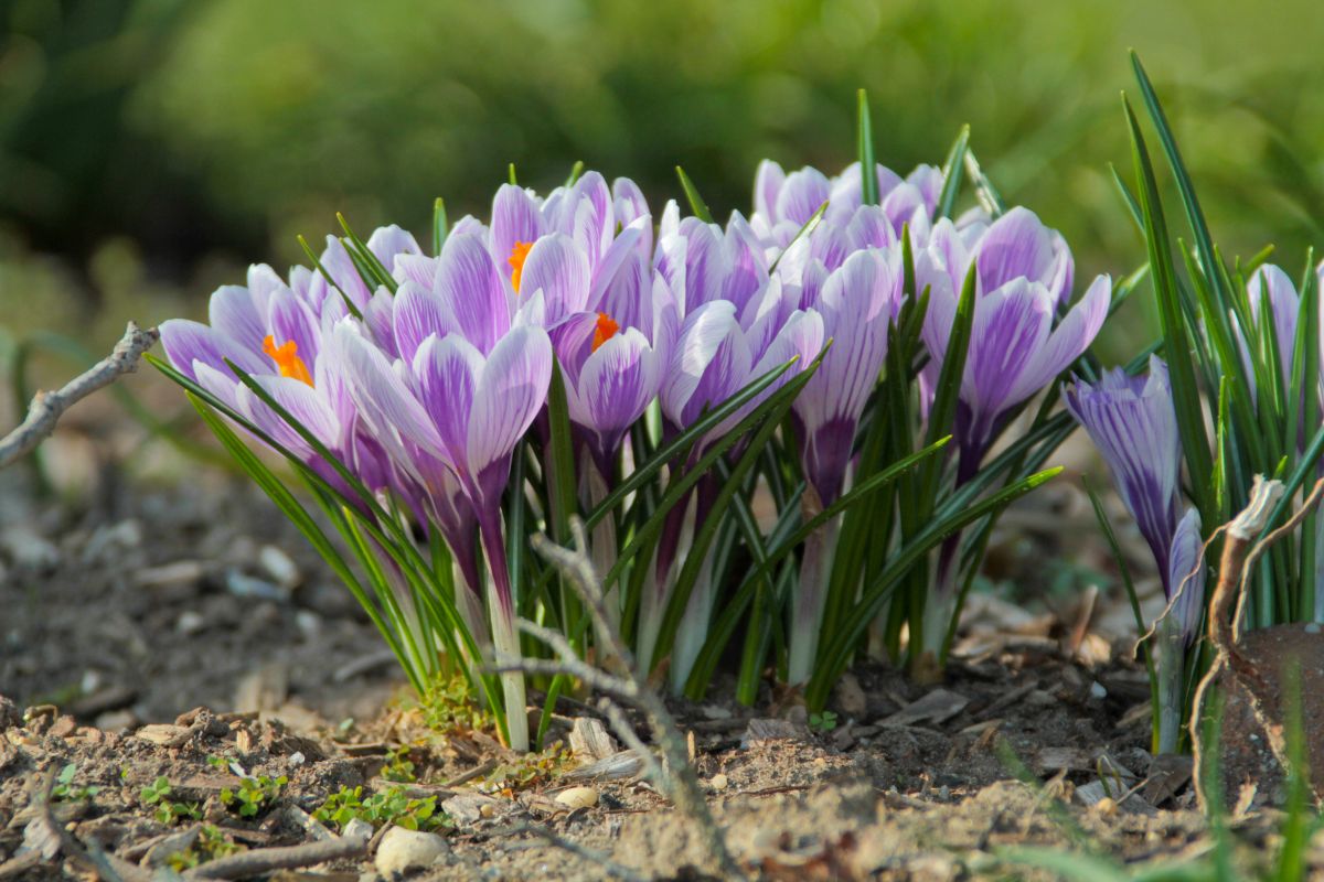 Planting Fall Bulbs: In A Lawn