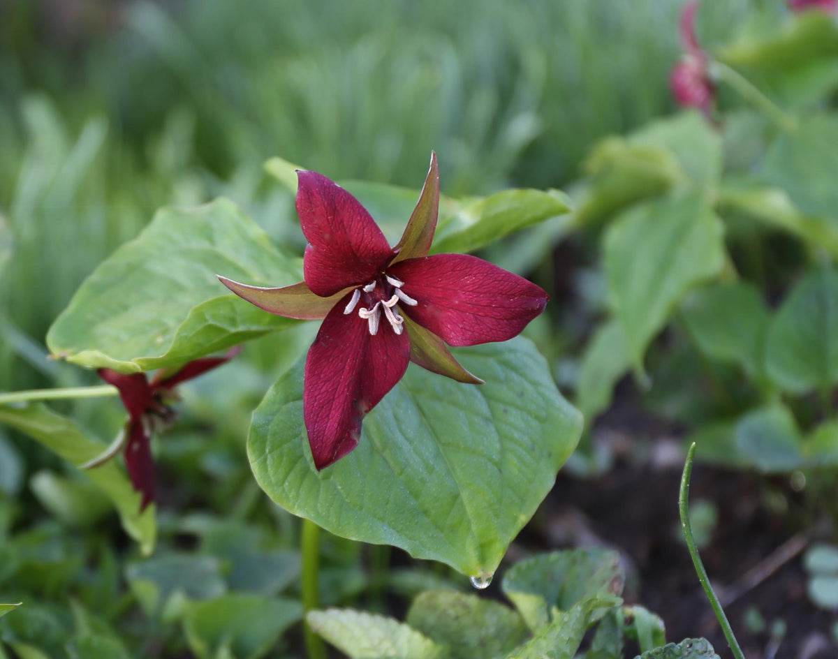 All About Trillium