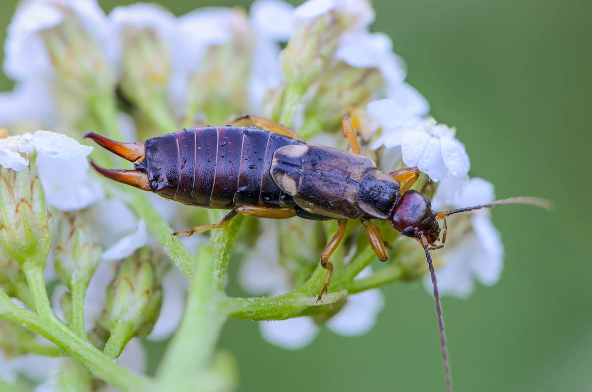 How to Control Earwigs in Your Flower Garden