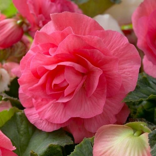 Tips for Growing Tuberous Begonias