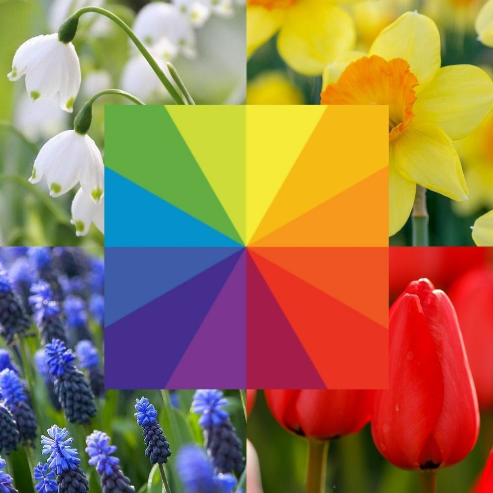 Shop Fall Planted Spring Blooming Bulbs - Longfield Gardens