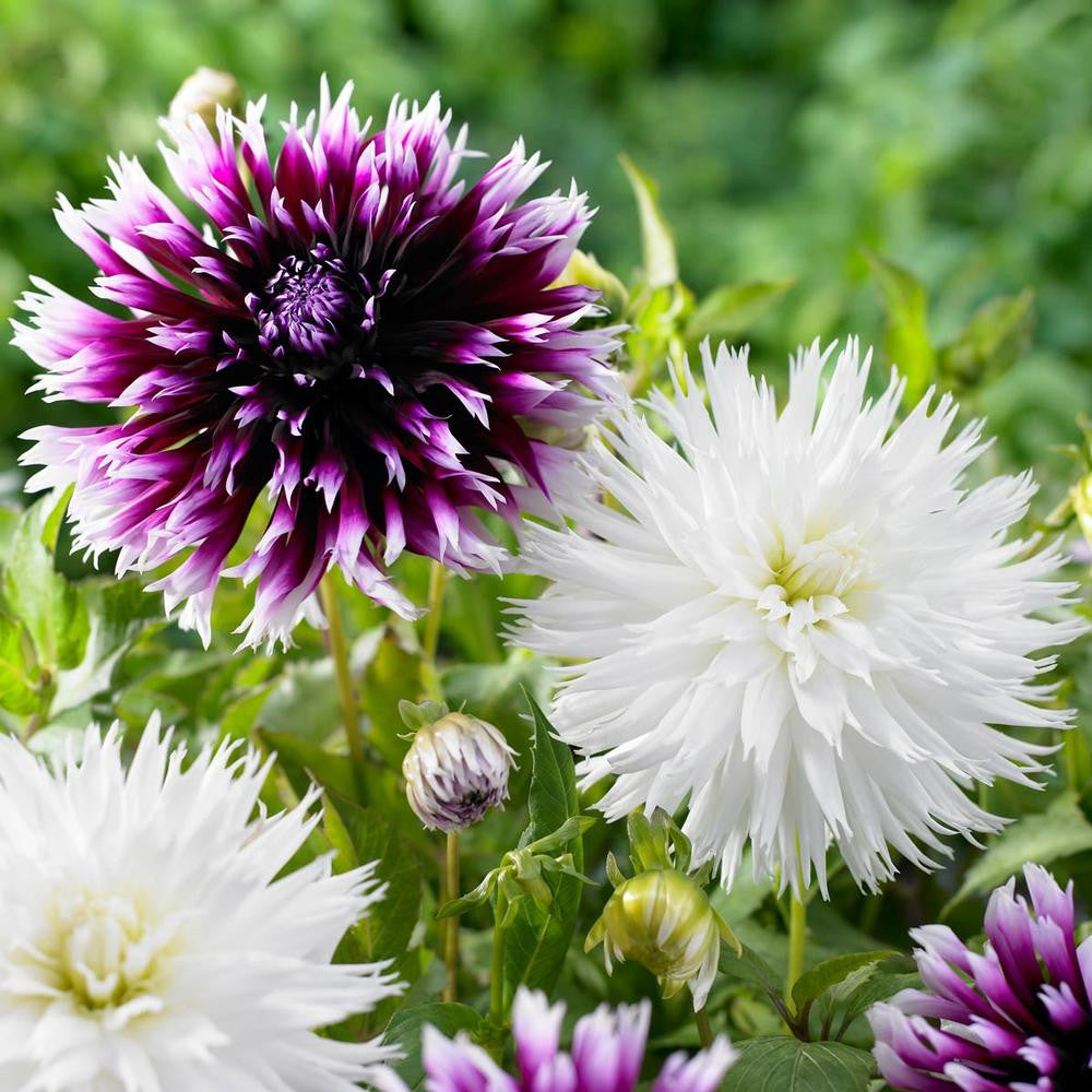 Dahlia Cactus Alauna Clair-Obscur & Tsuki-Yori-No-Shisha - 4 tuber ...