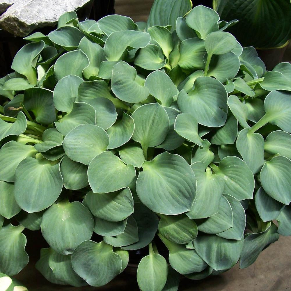 Hostas - Shop Perennial Plants - Longfield Gardens