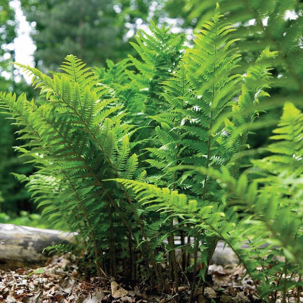 Fern Dryopteris marginalis Leatherwood - 3 bare roots - Longfield Gardens