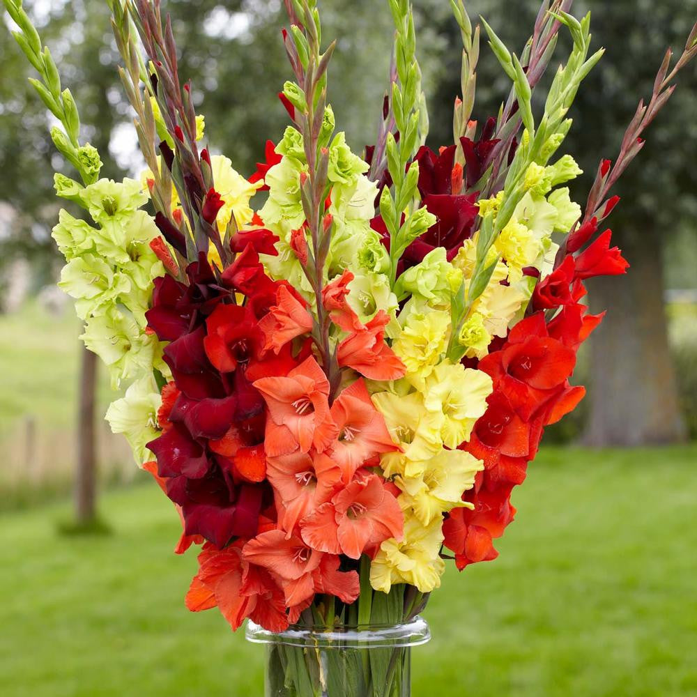 Gladiolus Large Flowering Sunset Mix - 15 corms - Longfield Gardens