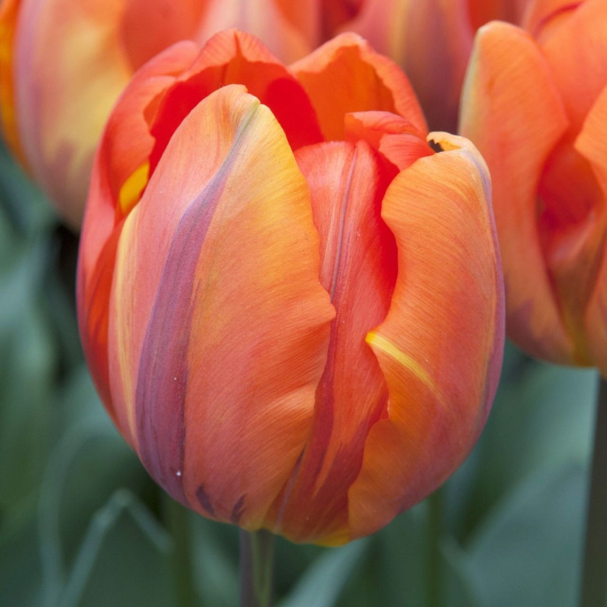 Tulip Triumph Hermitage - 20 bulbs - Longfield Gardens