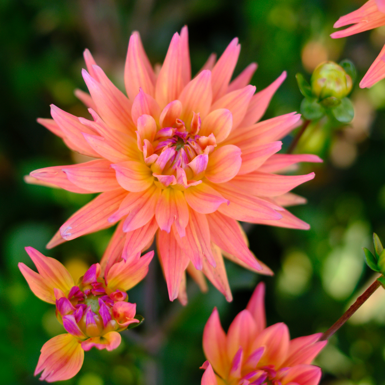 Dahlia Cactus Karma Corona - 2 tuber clumps - Longfield Gardens