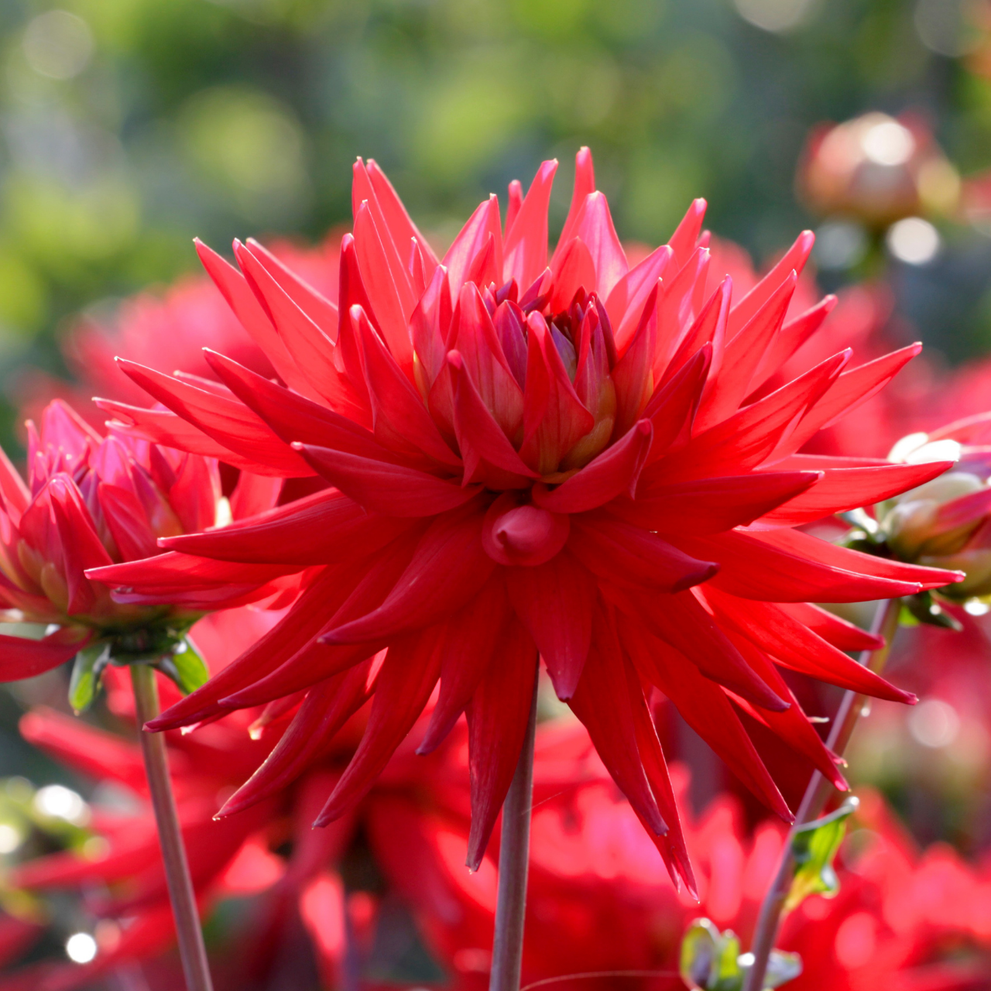 Dahlia Cactus Karma Red Corona - 2 tuber clumps - Longfield Gardens