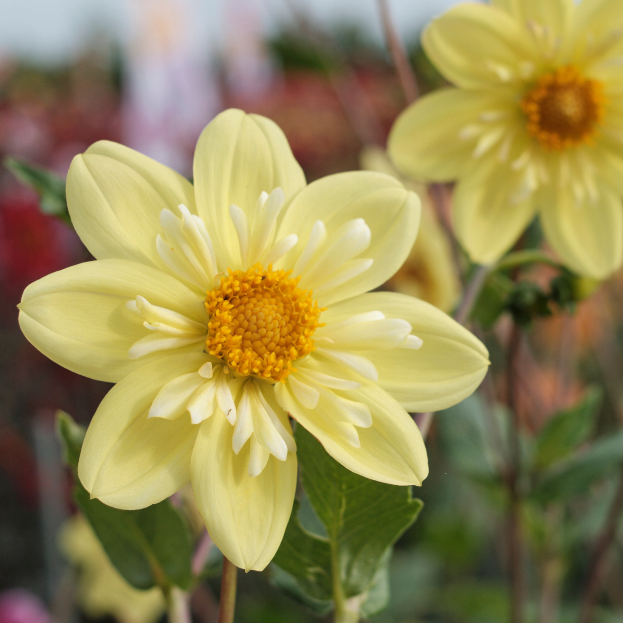 Dahlia Collarette Kelsey Sunshine - 2 tuber clumps - Longfield Gardens