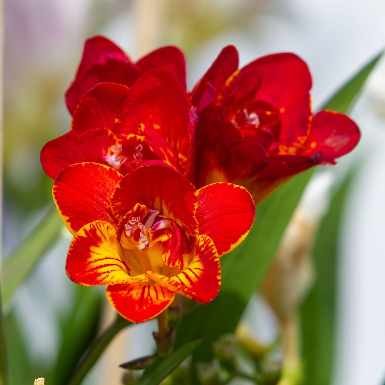 Freesia Single Red - 25 corms - Longfield Gardens