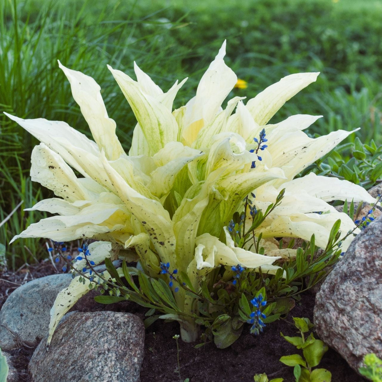 Hostas - Shop Perennial Plants - Longfield Gardens