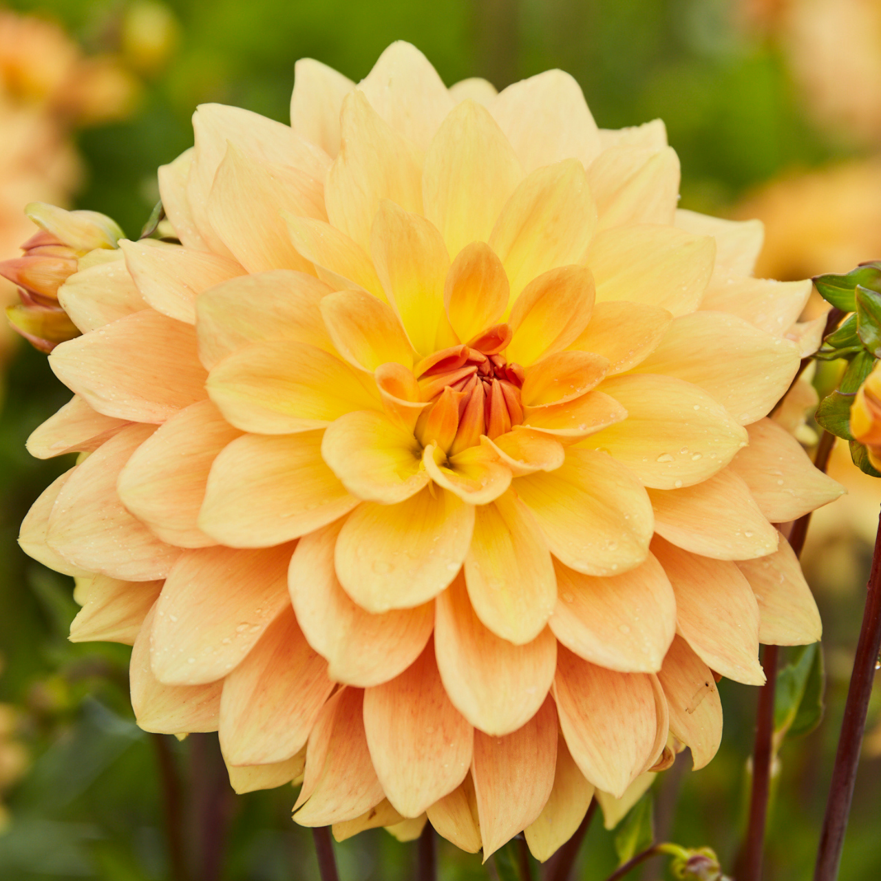 Dahlia Decorative Karma Gold - 2 tuber clumps - Longfield Gardens