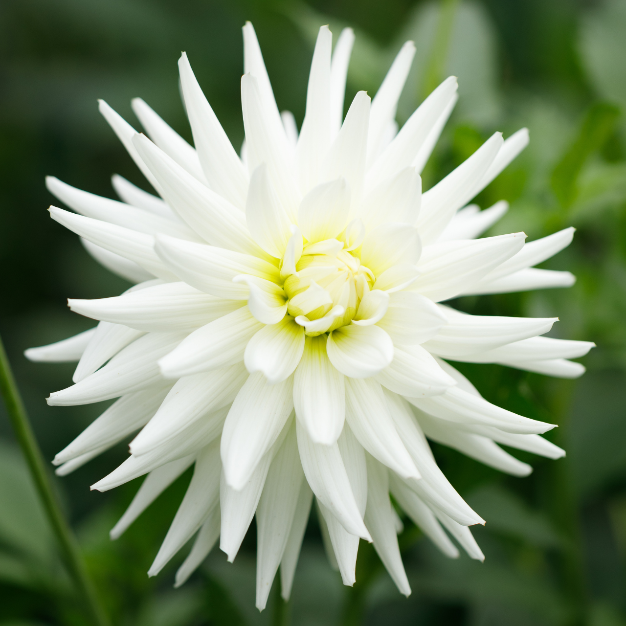 Dahlia Cactus My Love - 2 tuber clumps - Longfield Gardens